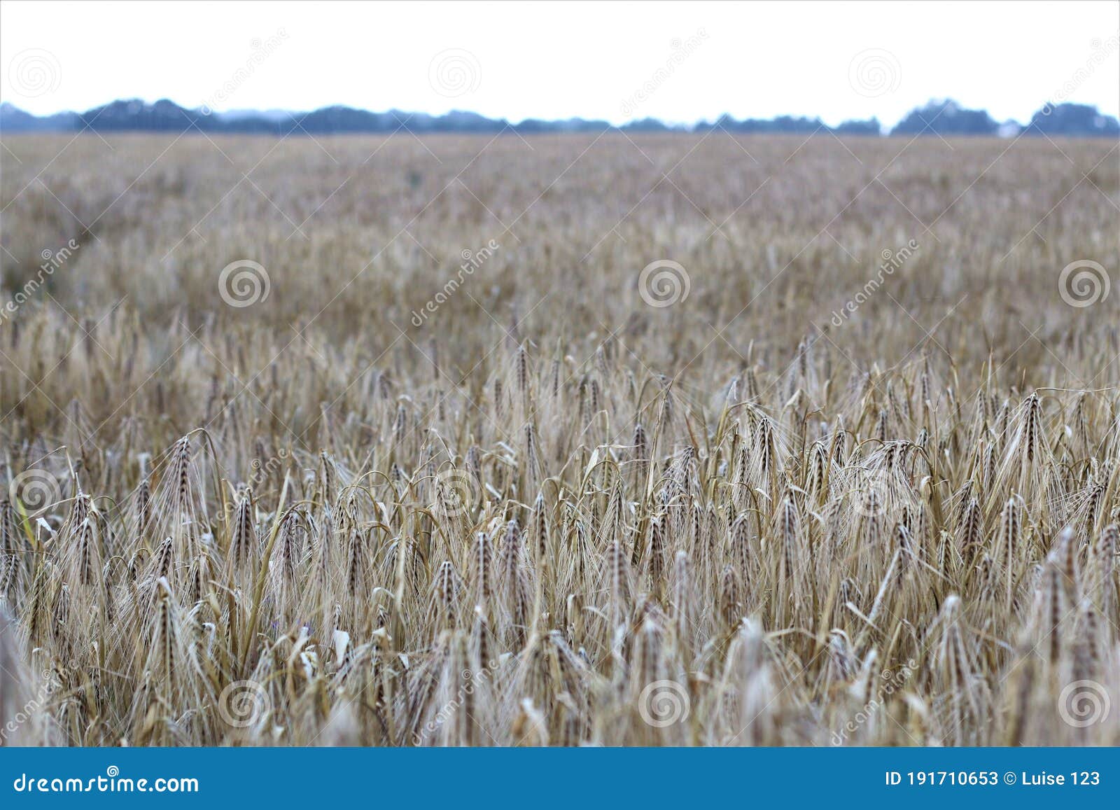 Ripe Barley on the Field Just before Harvest Stock Image - Image of ...