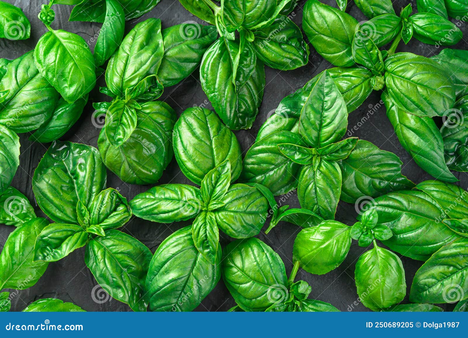 Ripe Basil Leaves on a Black Background. Stock Image - Image of ...