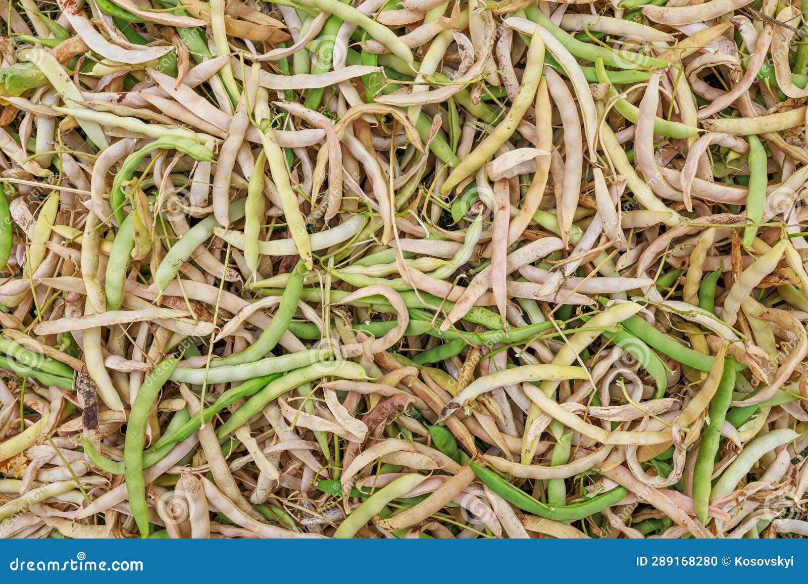Ripe bean pods background stock photo. Image of pattern - 289168280