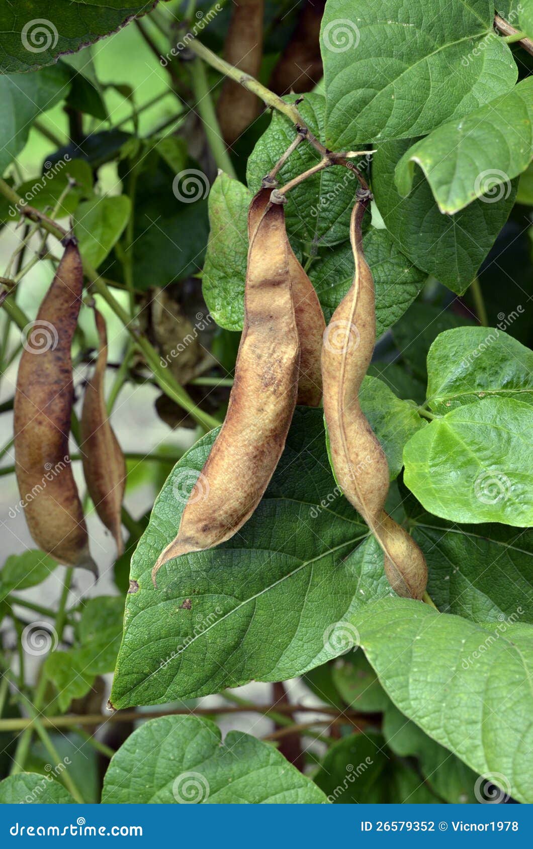 Ripe beans in the harvest stock photo. Image of leaf - 26579352