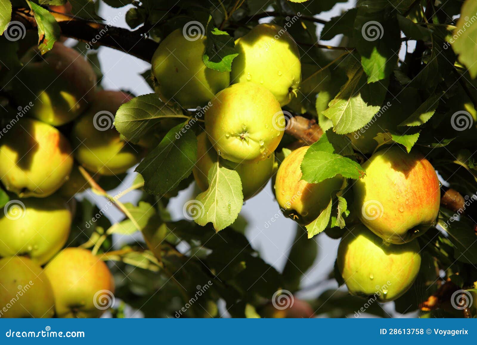 Ripe, Beautiful Apples on the Branches of Apple Tree Stock Photo ...