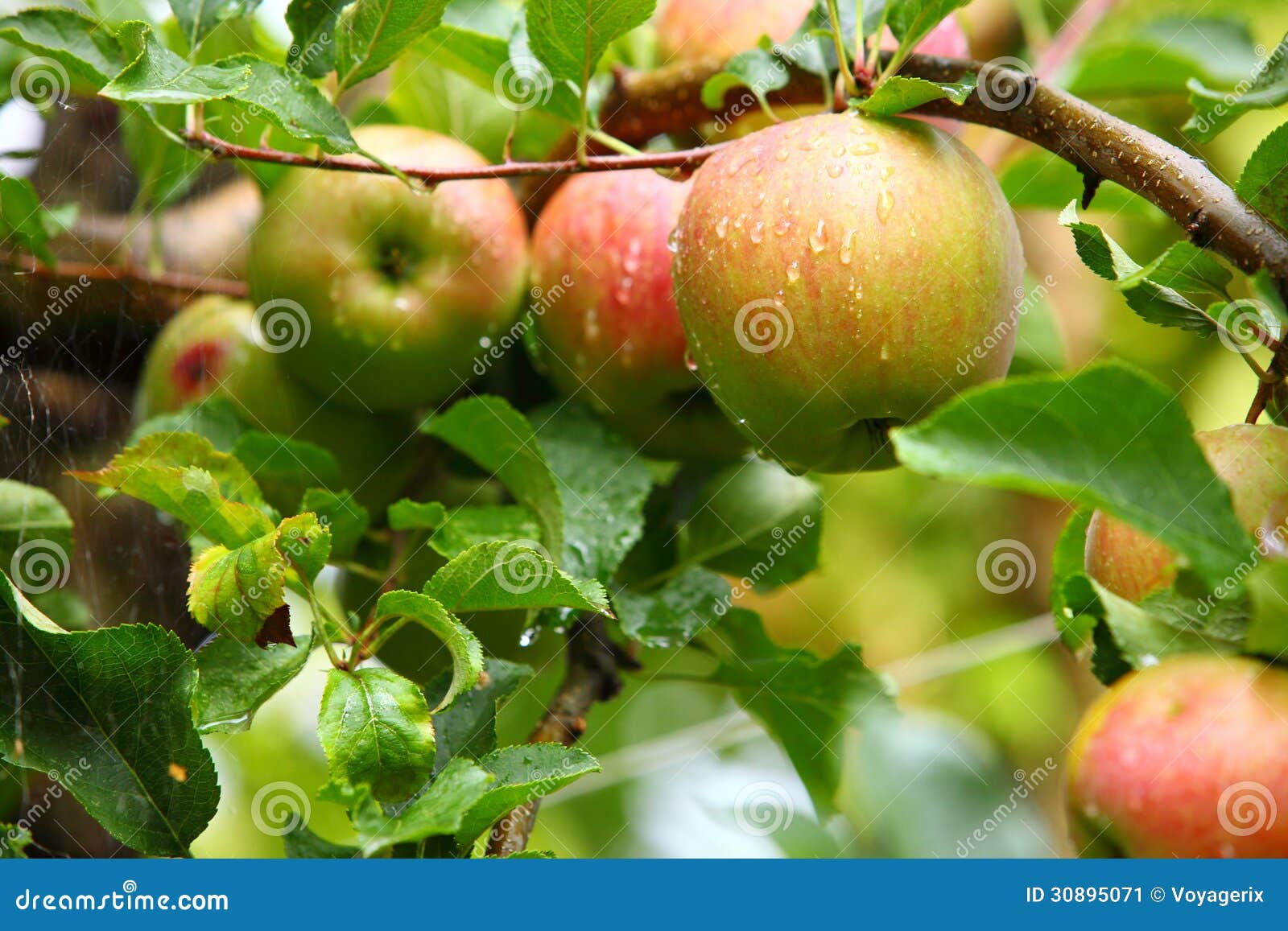 Ripe, Beautiful Apples on the Branches of Apple Tree Stock Image ...