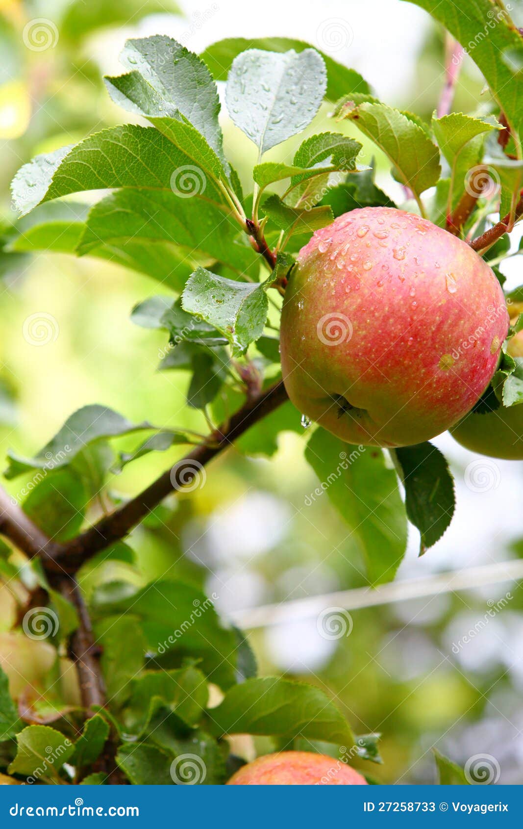 Ripe, Beautiful Apples on the Branches of Tree Stock Image - Image of ...