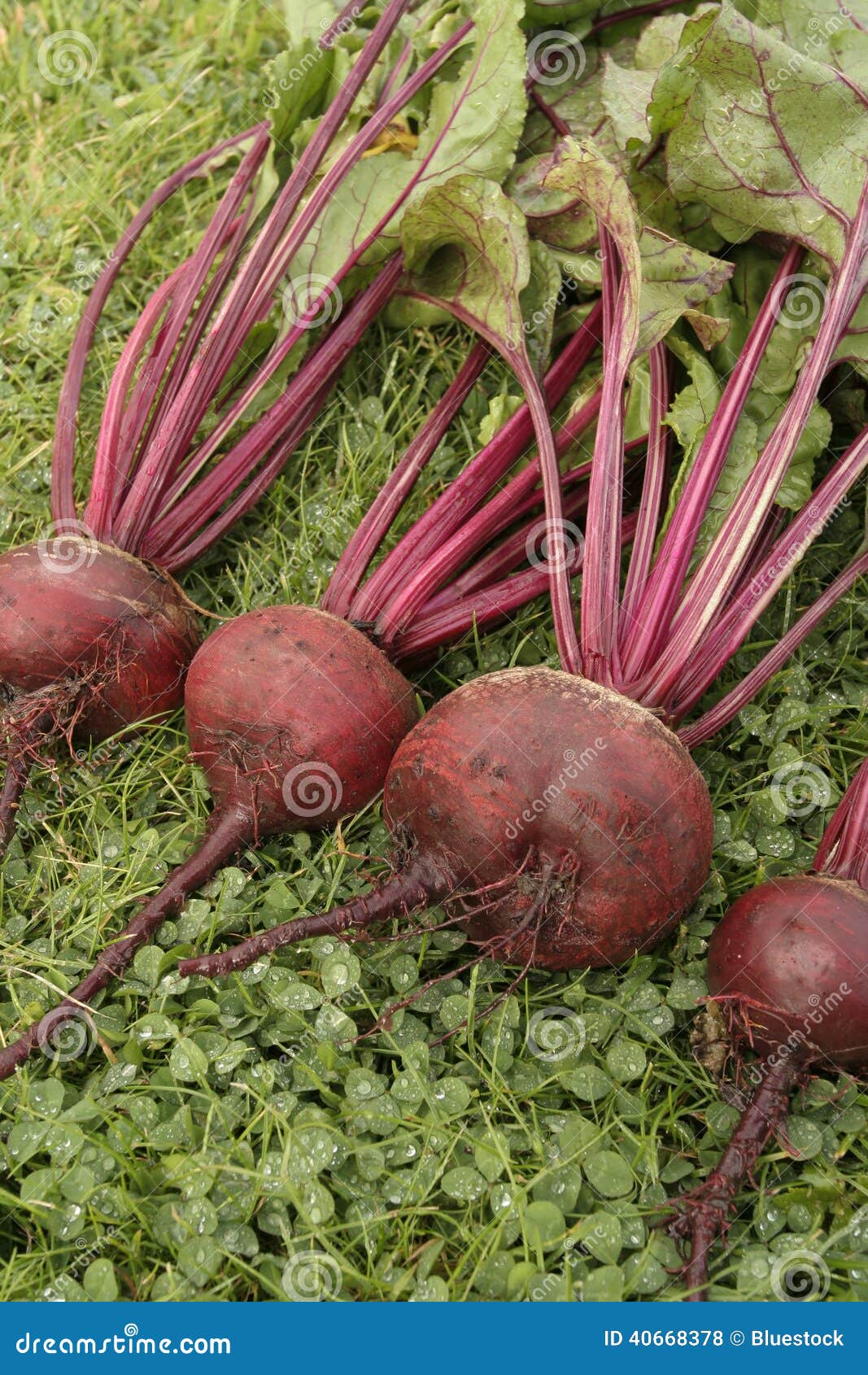 Ripe beetroot bunch stock photo. Image of bunch, agriculture - 40668378