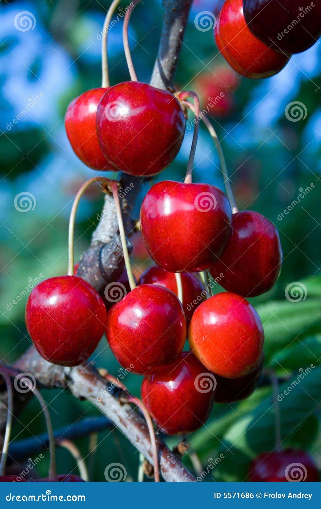 Ripe berries stock photo. Image of pleasure, outside, fruit - 5571686