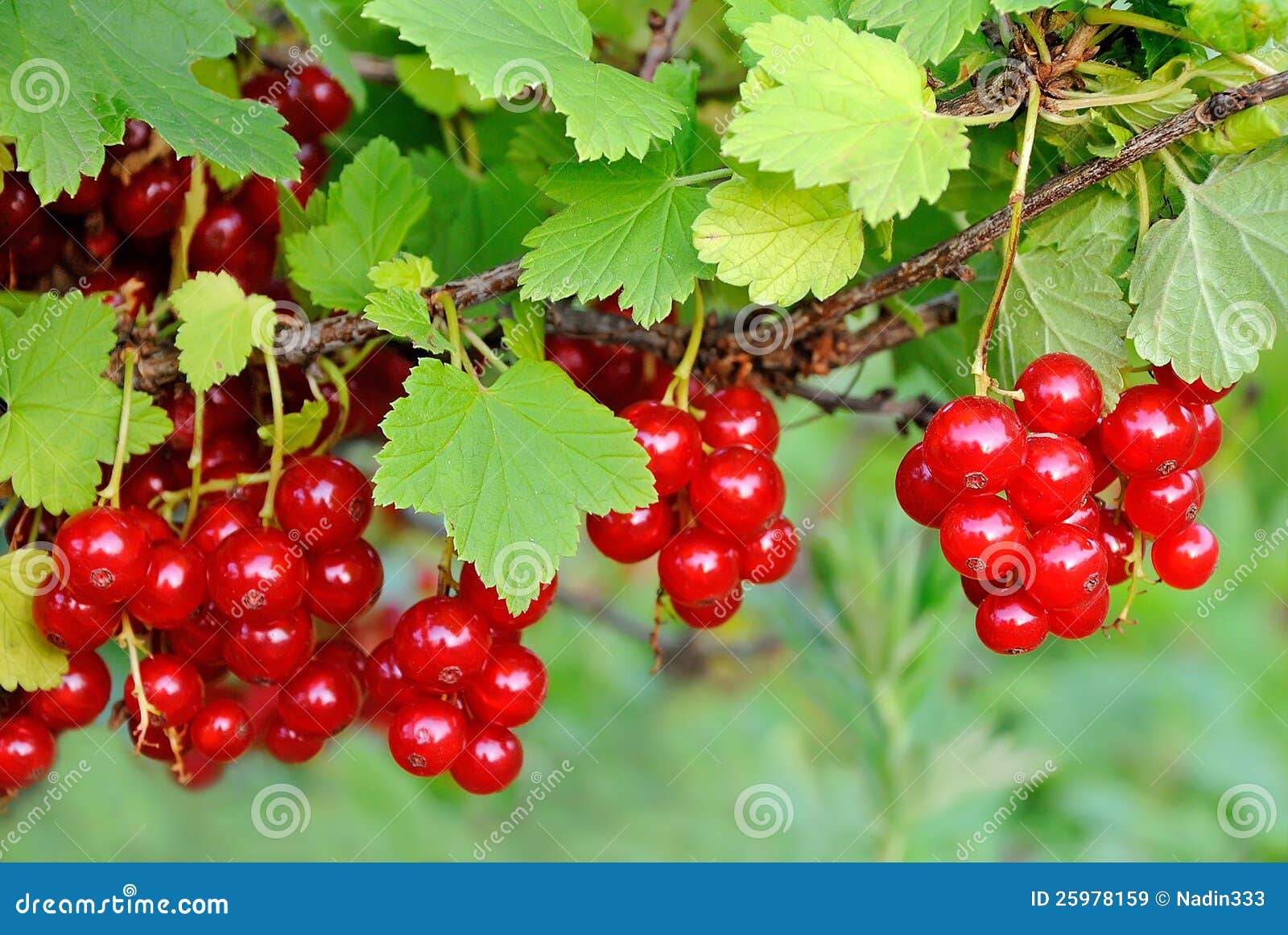 Ripe berries on a branch stock image. Image of leaf, horizontal - 25978159