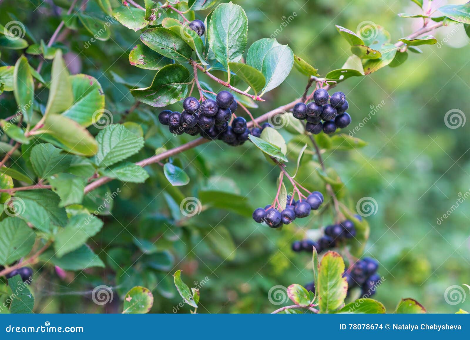 Ripe Berries Chokeberries on the Branch Stock Photo - Image of ...