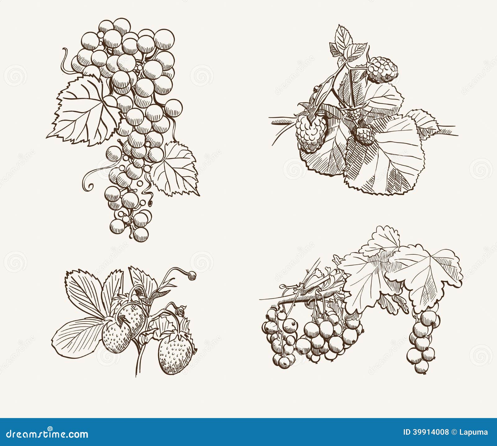 Ripe berries stock vector. Illustration of handmade, fruit - 39914008