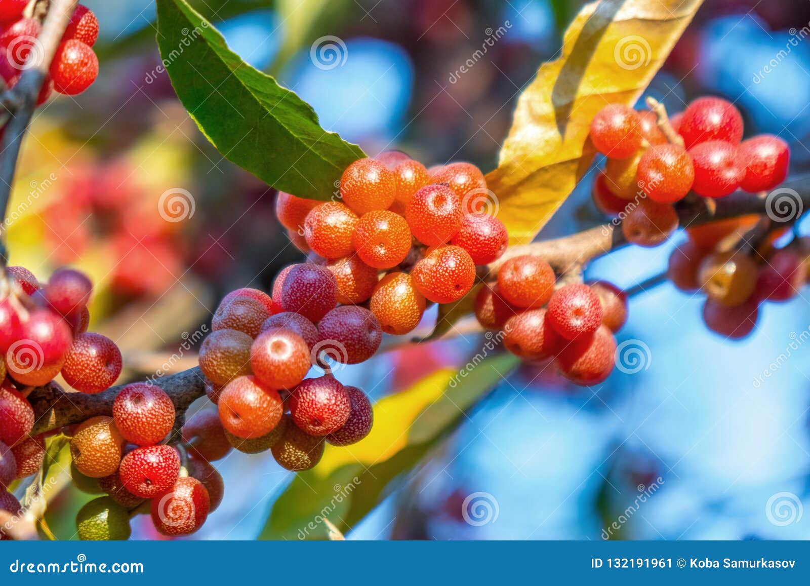 Ripe Berries on a Tree in Autumn Stock Image - Image of macro, leaf ...