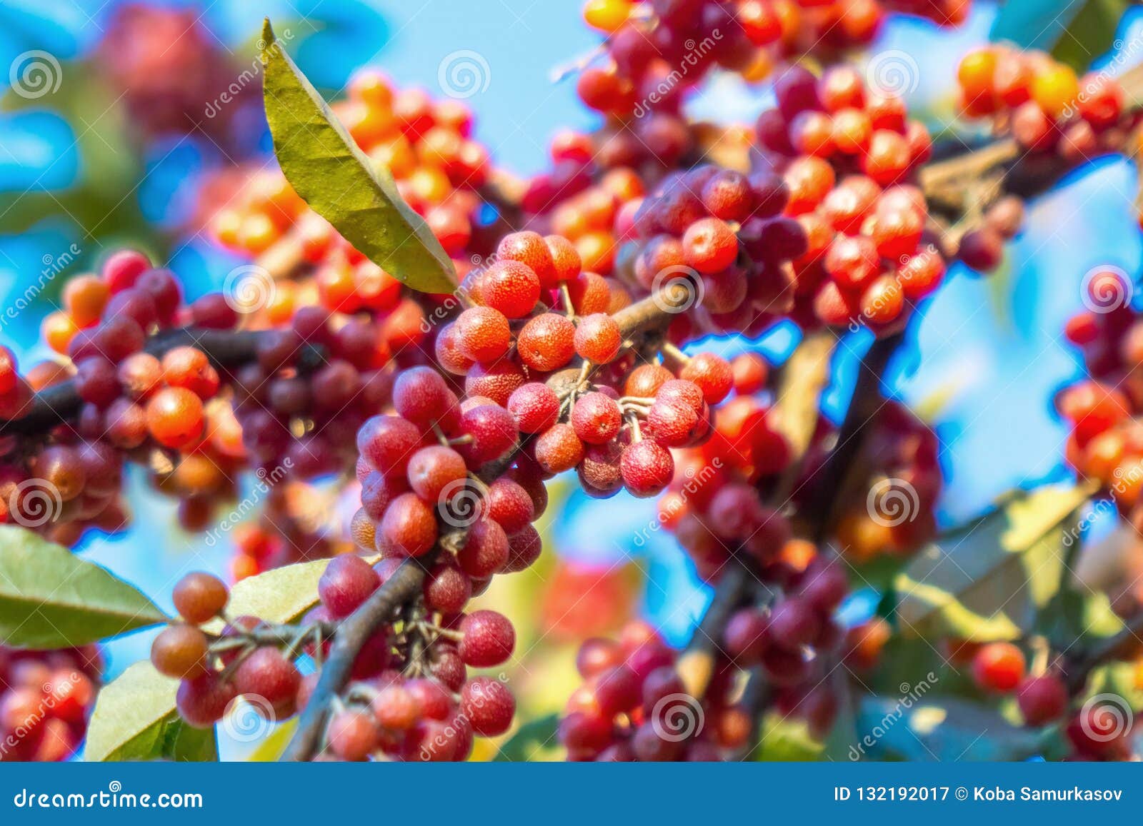 Ripe Berries on a Tree in Autumn Stock Image - Image of colors, bush ...