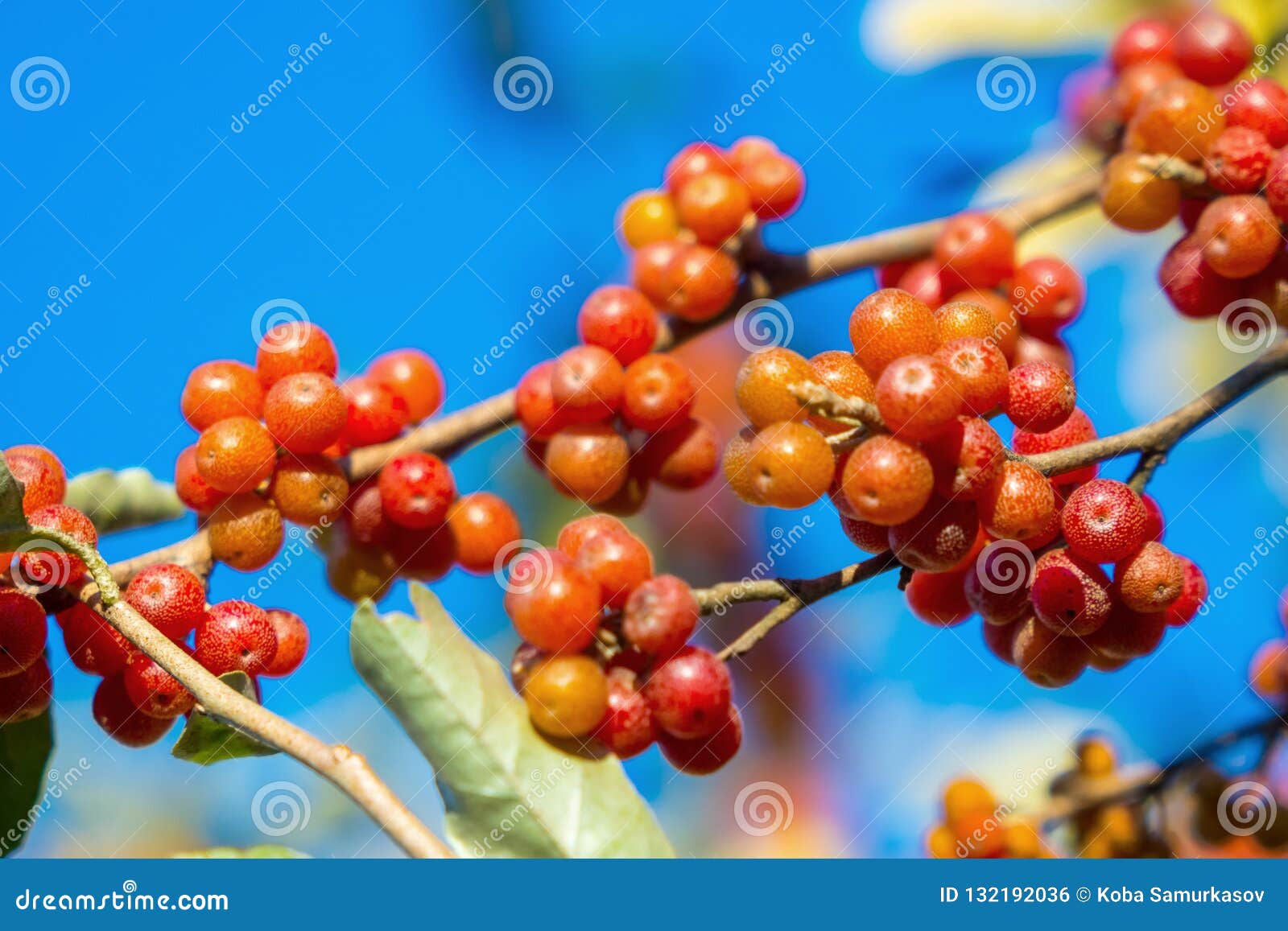 Ripe Berries on a Tree in Autumn Stock Photo - Image of leaf, foliage ...