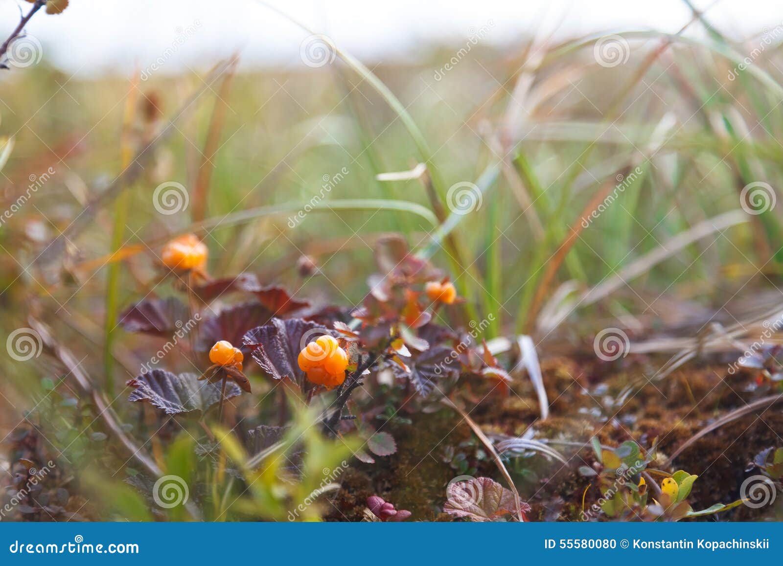 Ripe berry cloudberry stock photo. Image of leaf, cloudberries - 55580080