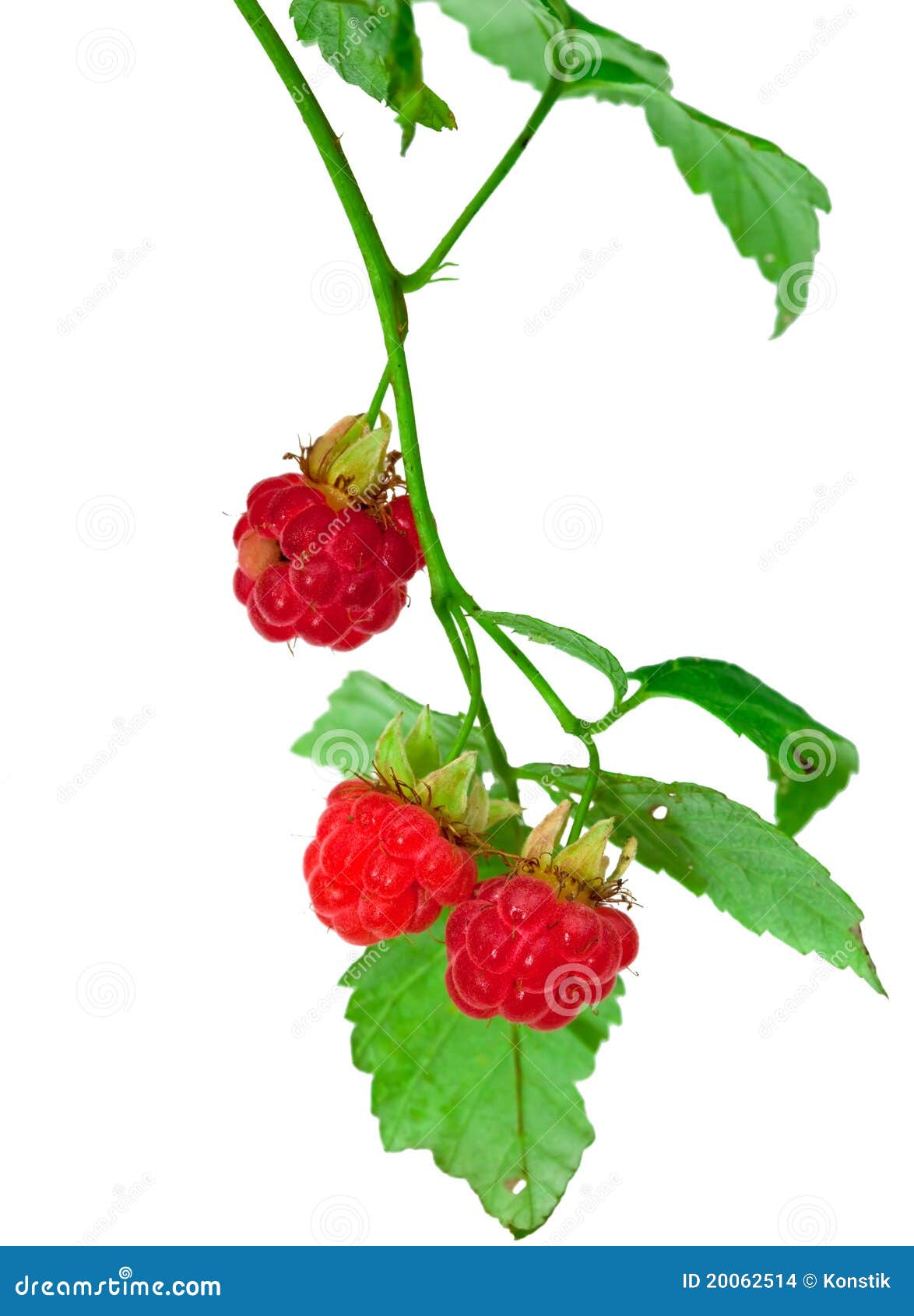 Ripe Berry of a Raspberry on a Branch Stock Photo - Image of berries ...