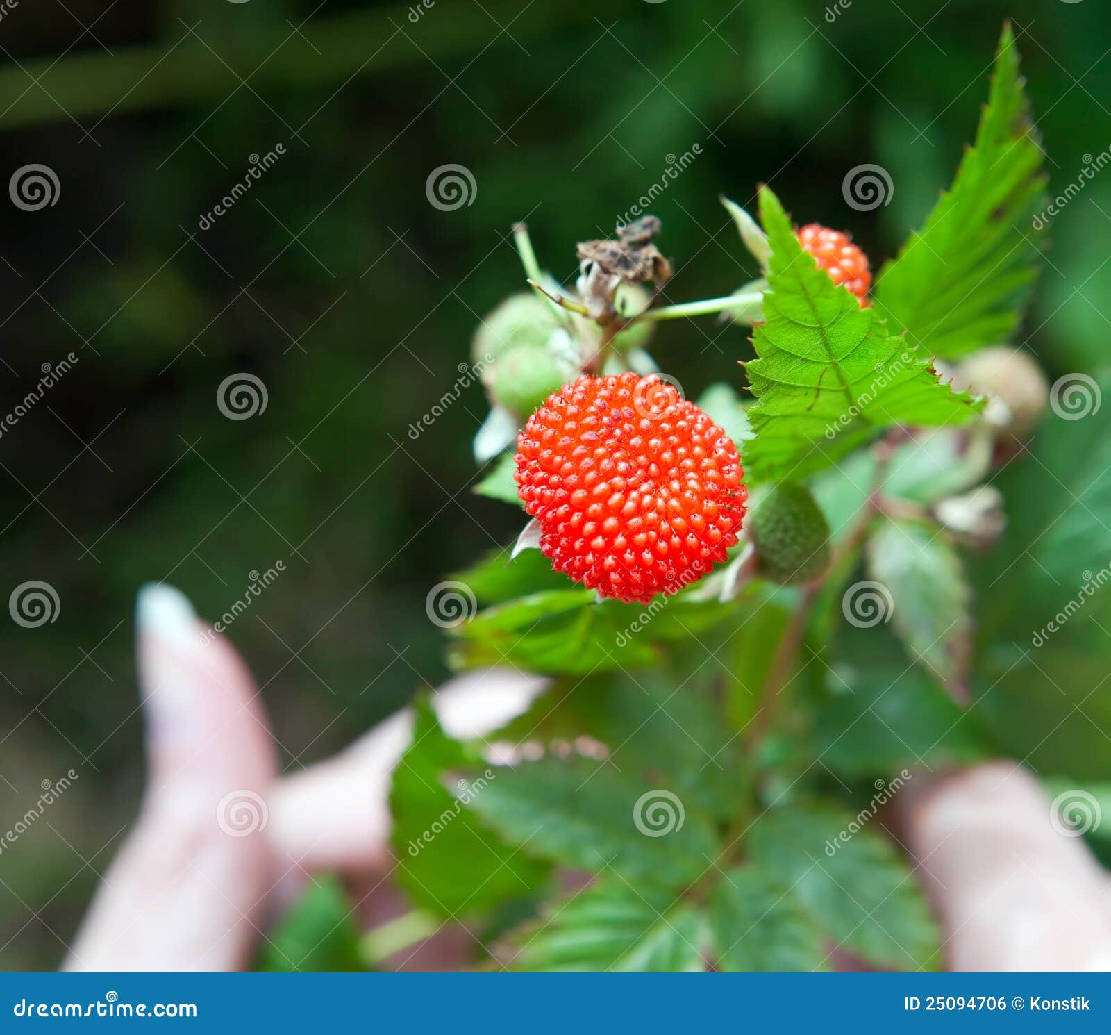 Ripe Berry of a Raspberry (Rubus) on a Branch Stock Photo - Image of ...