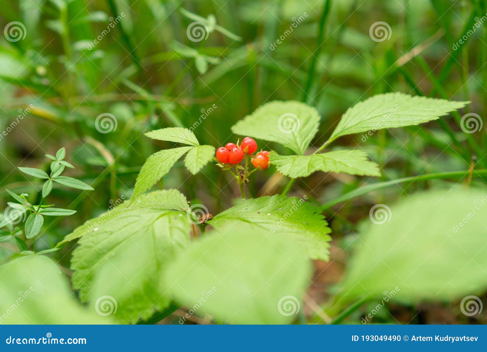 Ripe Berry, Stone Bramble in the Woods Stock Photo - Image of leaves ...