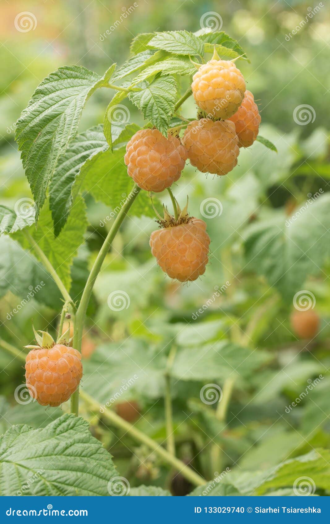 Ripe Berry Yellow Raspberry on a Branch Stock Photo - Image of ...