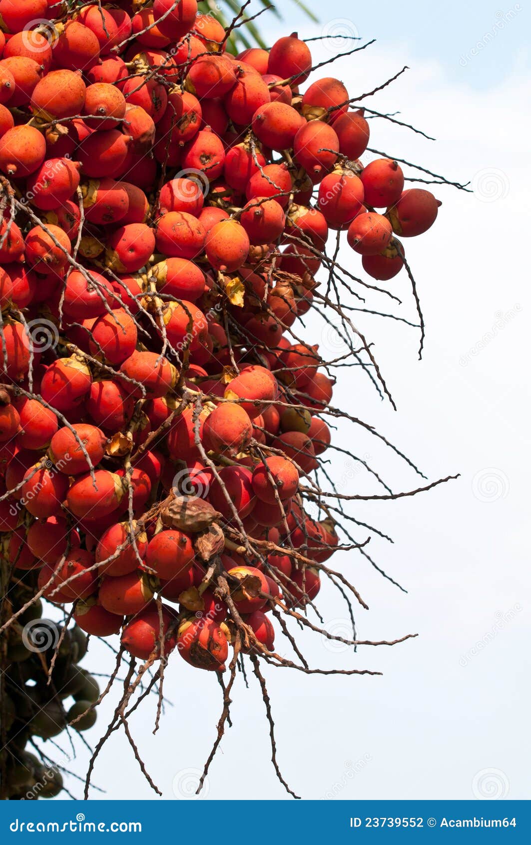 Ripe Betel nut fruit stock photo. Image of mature, botany - 23739552