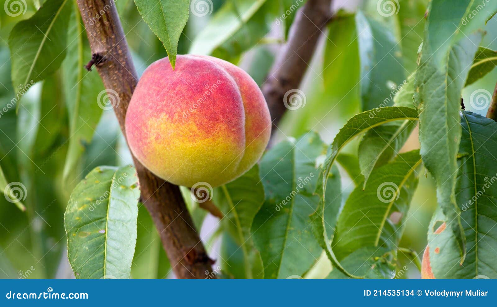Ripe Big Peach in the Garden on a Tree. Growing Peaches Stock Photo ...