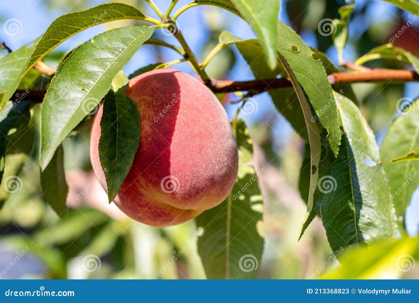 Ripe Big Peach on a Tree in Sunny Weather Stock Image - Image of ...