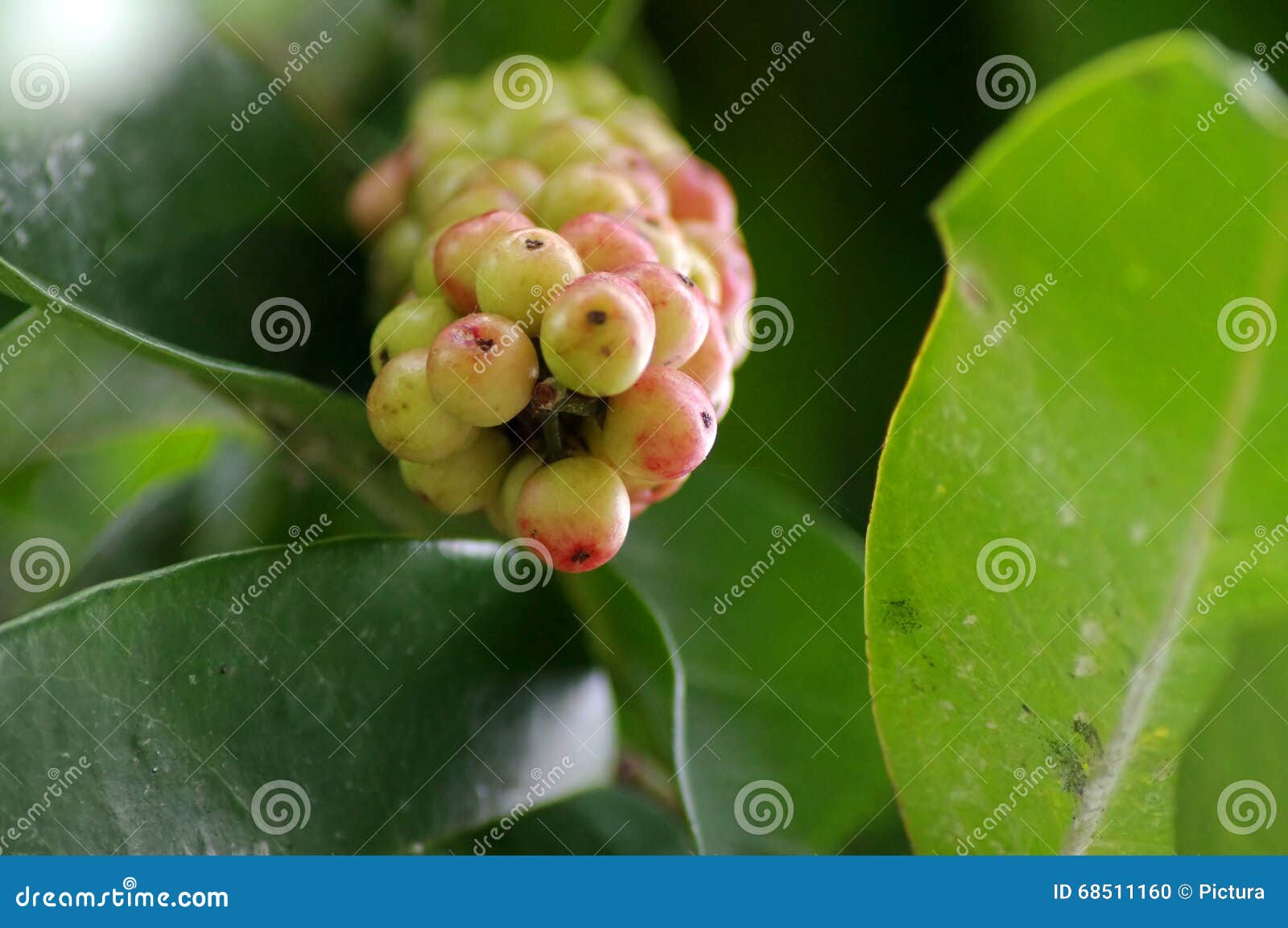 Ripe Bignay Fruit and Green Leaves Stock Photo - Image of leafy ...