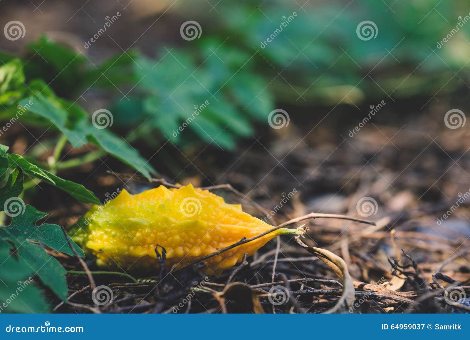 Ripe bitter gourd stock image. Image of nature, natural - 64959037