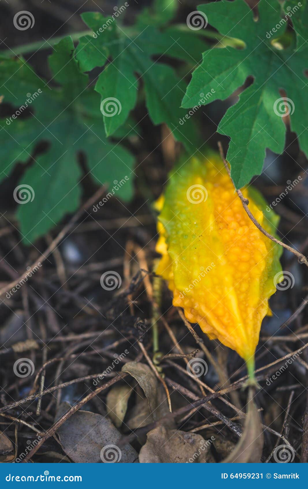 Ripe bitter gourd stock image. Image of organic, green - 64959231