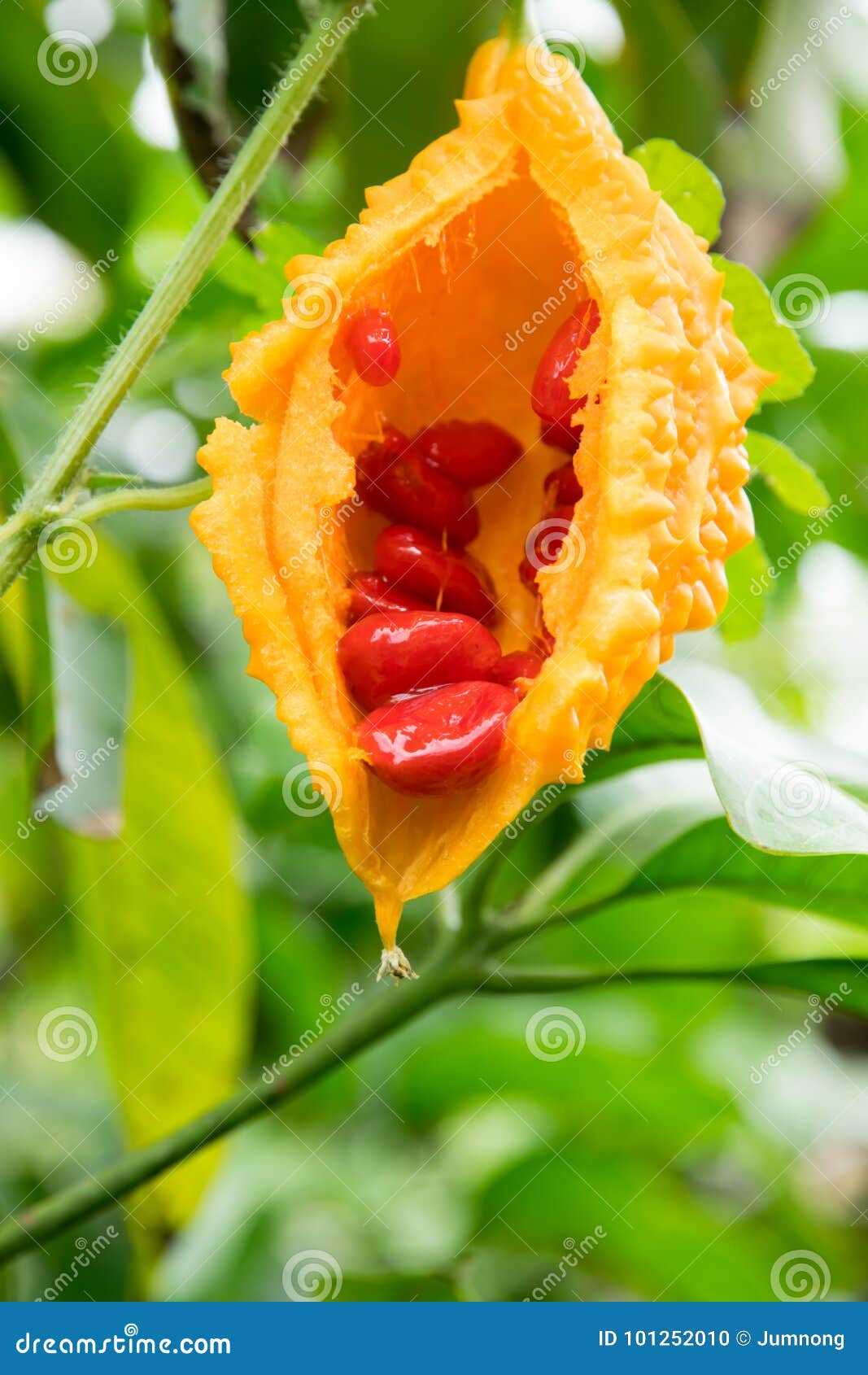 Ripe Bitter Melon or Bitter Gourd in the Garden Stock Photo - Image of ...