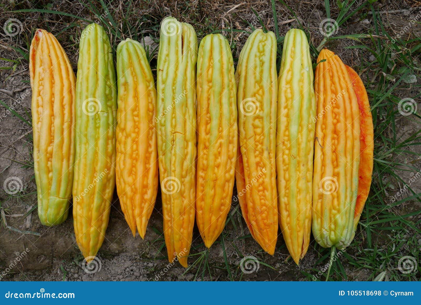 Ripe Bitter Melon with Orange Color Stock Photo - Image of color, melon ...