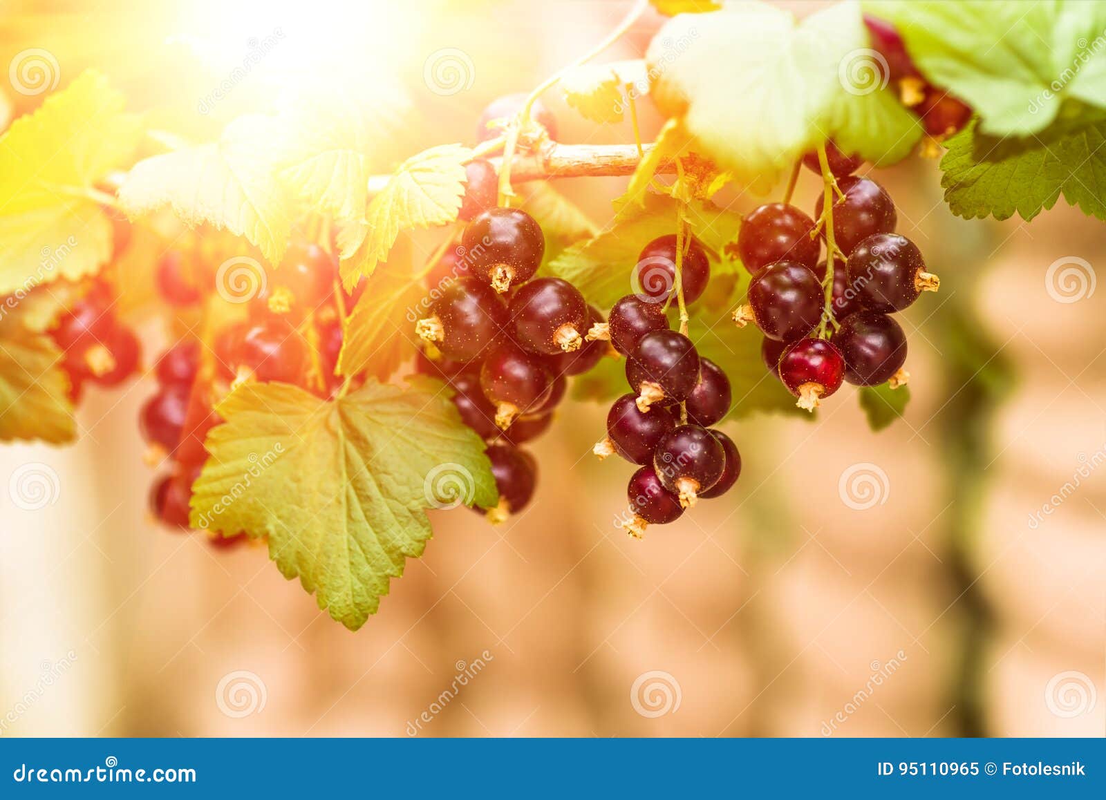 Ripe Black Currant Berries on a Branch Stock Image - Image of rays ...