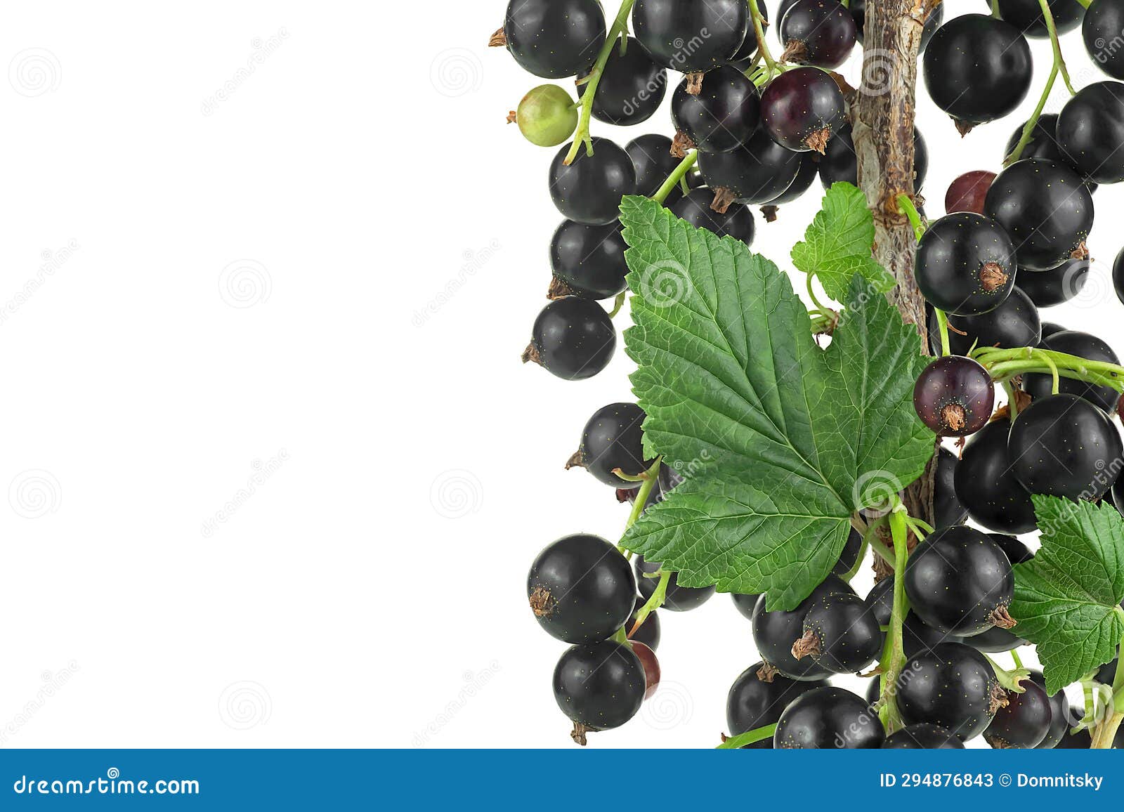 Ripe Black Currant on Branch Isolated on White Background. Blackcurrant ...