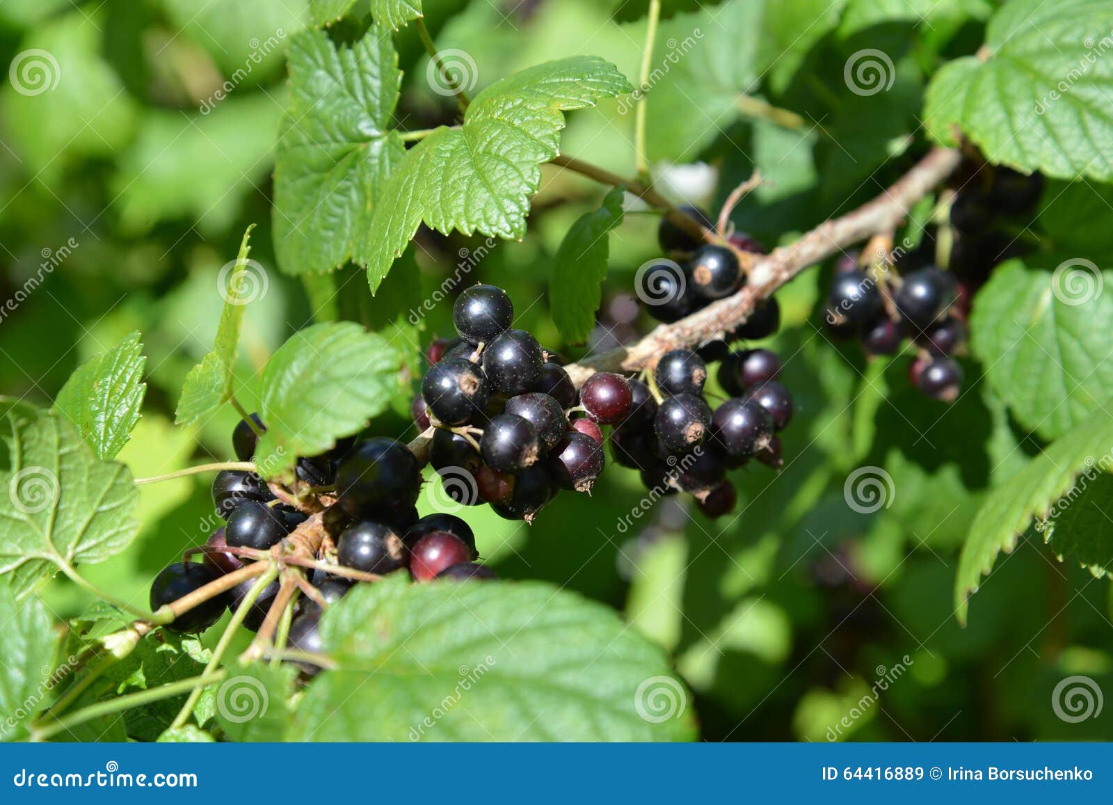 Ripe Black Currant (Ribes Nigrum L. ) Stock Image - Image of ...