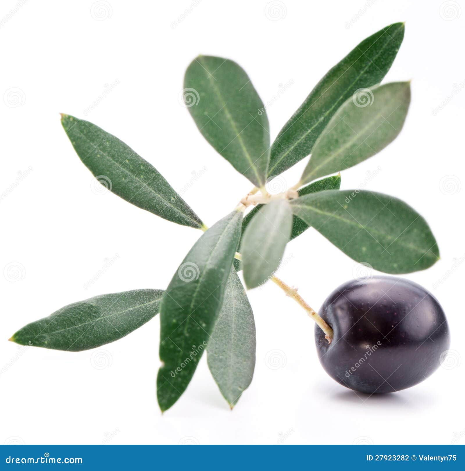 Ripe Black Olive with Leaves. Stock Photo - Image of virgin, isolated ...