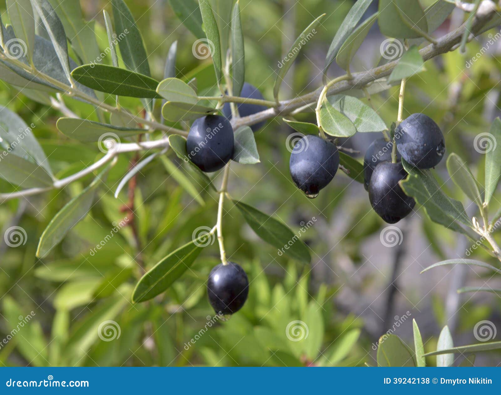 Ripe black olives stock photo. Image of purple, outdoors - 39242138