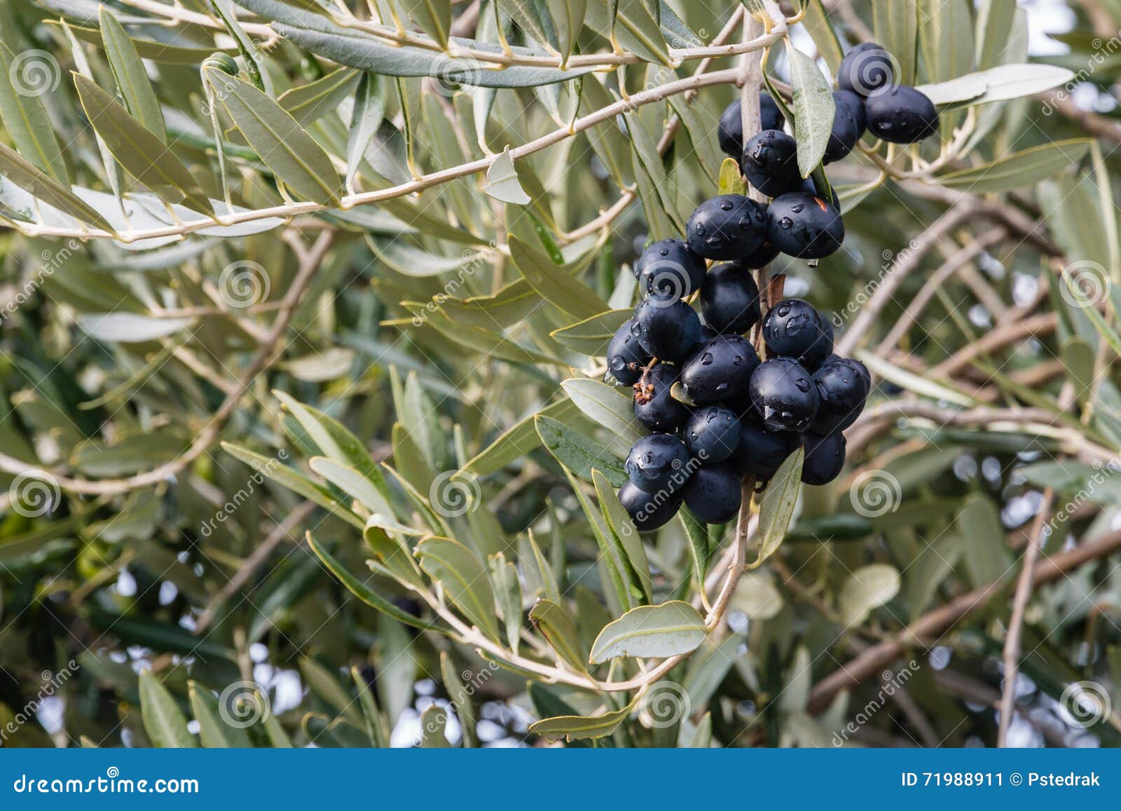 Ripe Black Olives with Raindrops on Olive Tree Stock Image - Image of ...