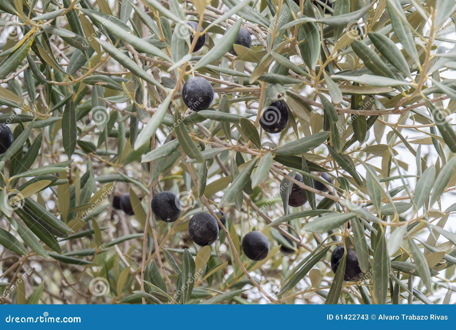 Ripe Black Olives on the Tree Stock Image - Image of design, branch ...