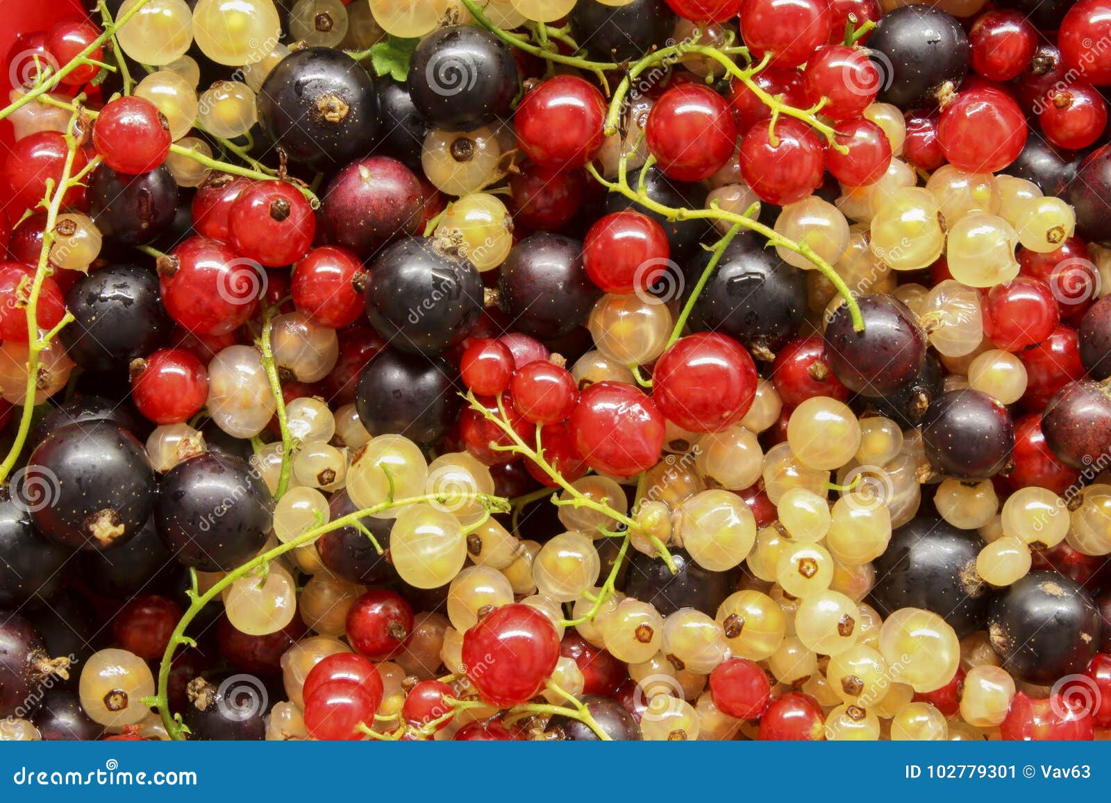 Currant stock image. Image of bright, leaf, currant - 102779301