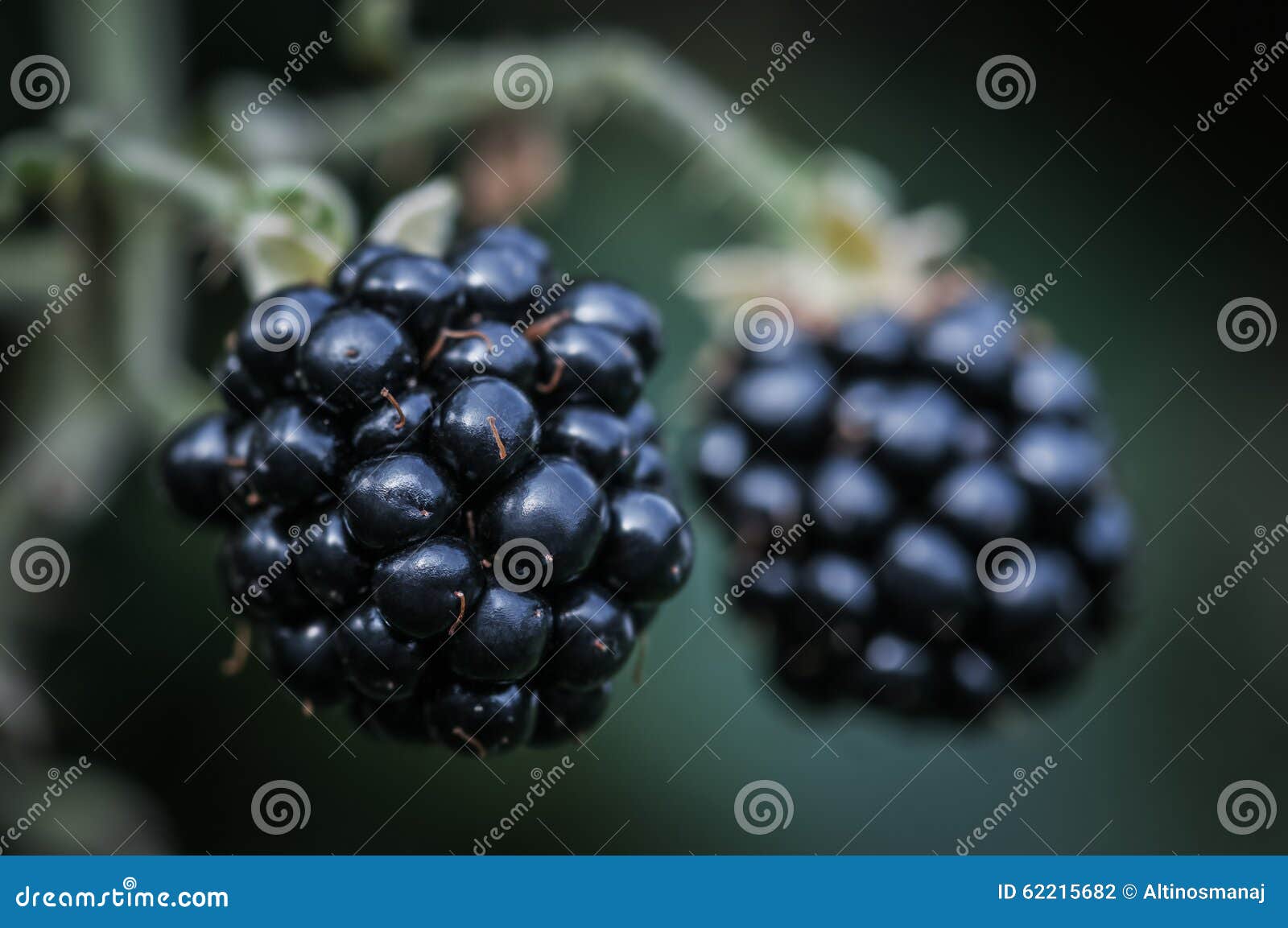 Ripe Blackberries Bramble Berries on the Bush Close Up Macro Stock ...