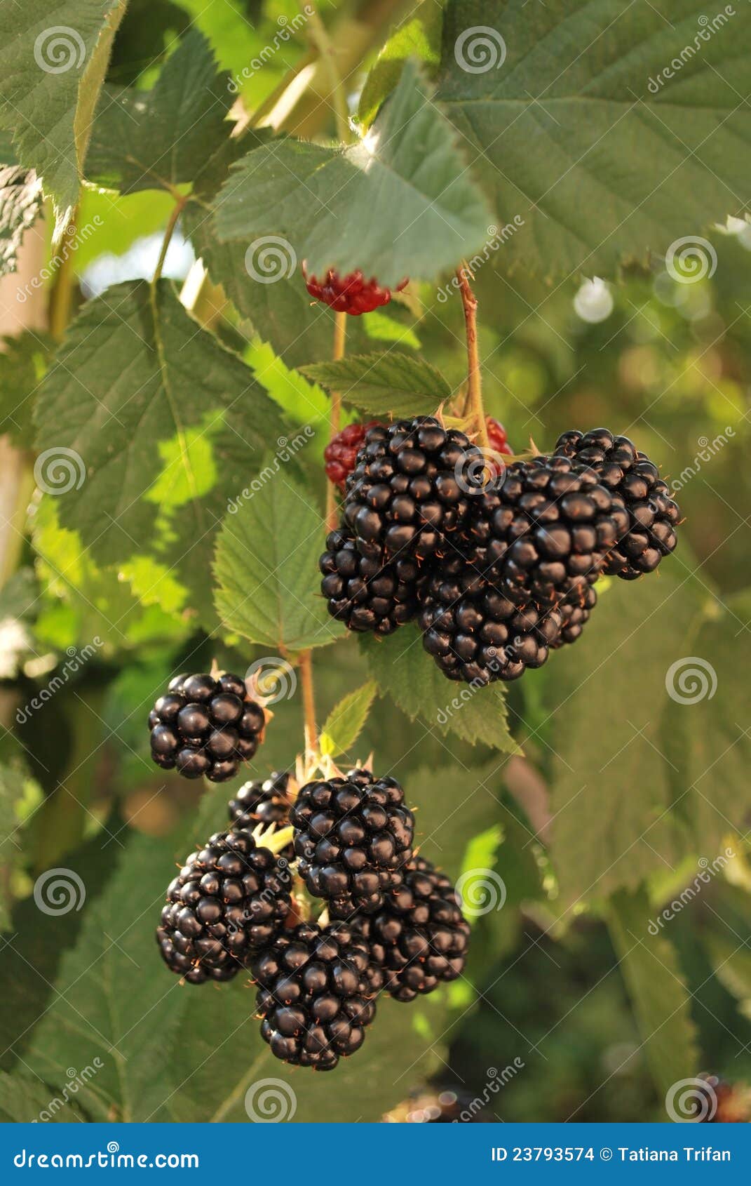 Ripe blackberries bunch stock photo. Image of fresh, plants - 23793574