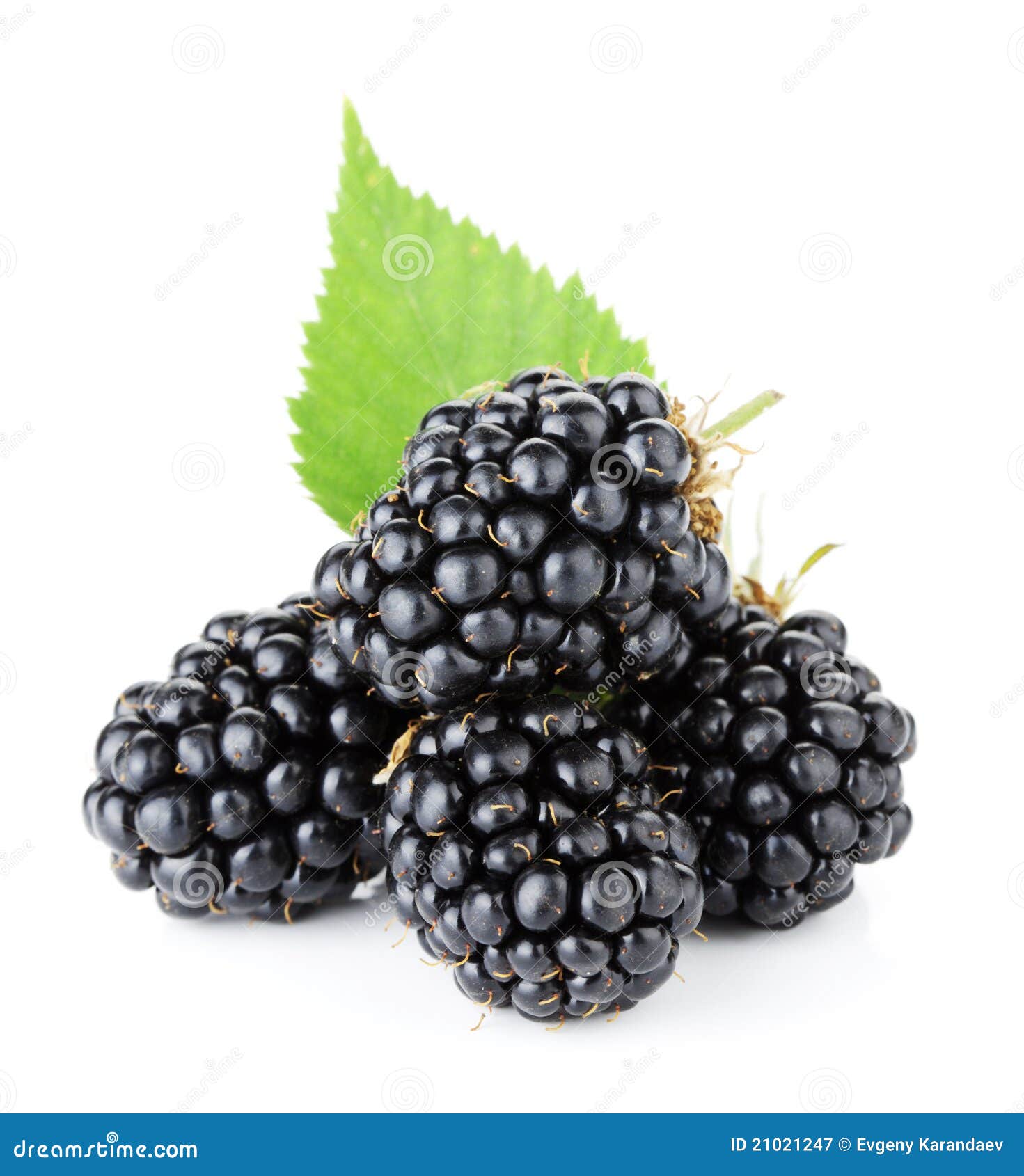 Ripe blackberry fruits stock image. Image of objects - 21021247