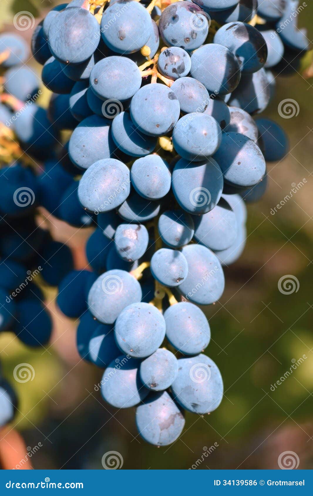 Ripe Blue Appetizing Grape. Stock Photo - Image of countryside ...
