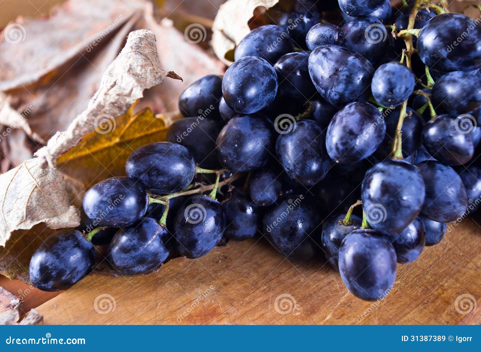 Ripe blue grape stock image. Image of grape, tasty, harvesting - 31387389