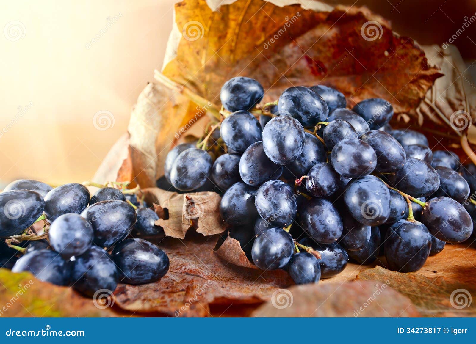 Ripe blue grape stock image. Image of grape, eating, bright - 34273817