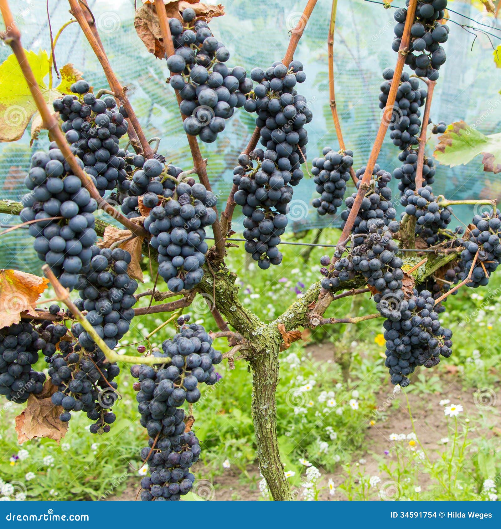 Ripe Blue Grapes in the Vineyard Stock Photo - Image of farm, farming ...