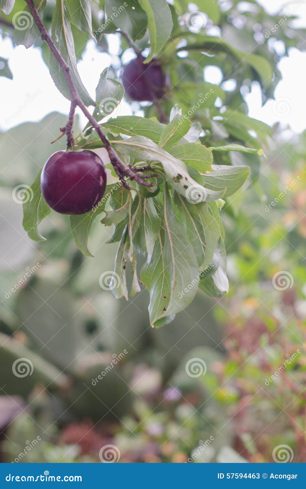 Ripe blue plum. stock image. Image of orchard, blue, garden - 57594463