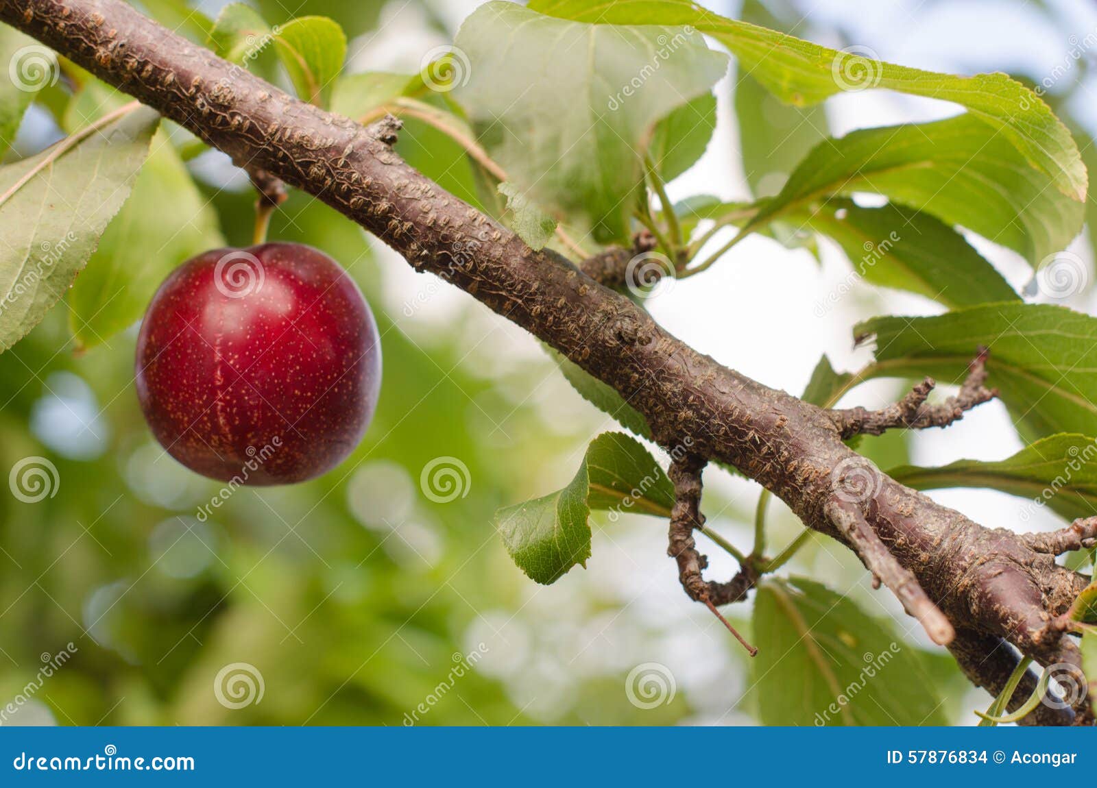 Ripe blue plum. stock photo. Image of cultivation, agriculture - 57876834