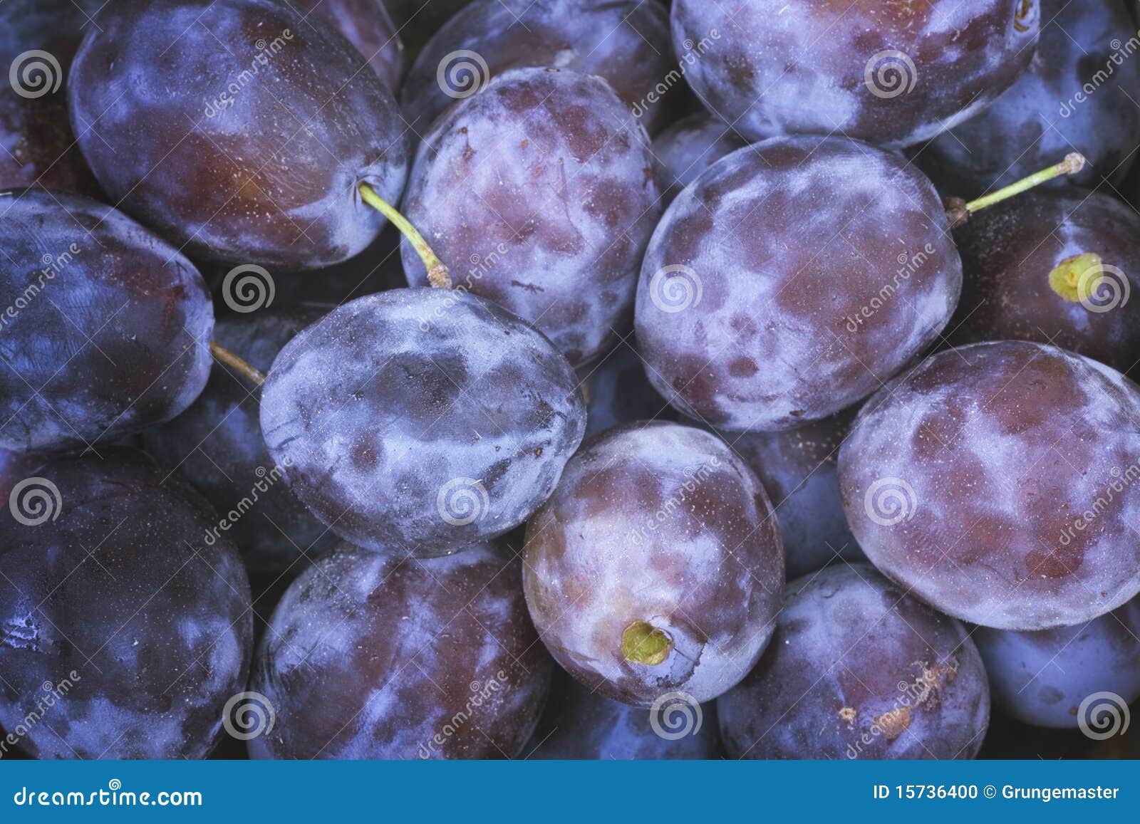 Ripe blue plums stock photo. Image of collection, arrangement - 15736400