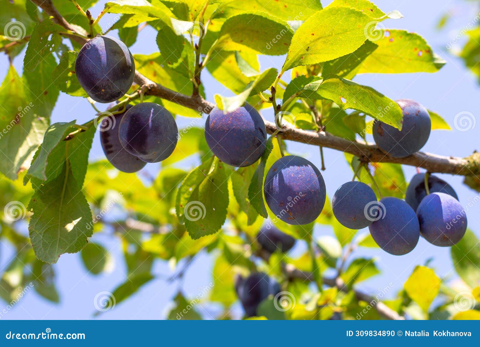 Ripe Blue Plums on a Tree Branch. Fruit Growing and Harvesting Stock ...