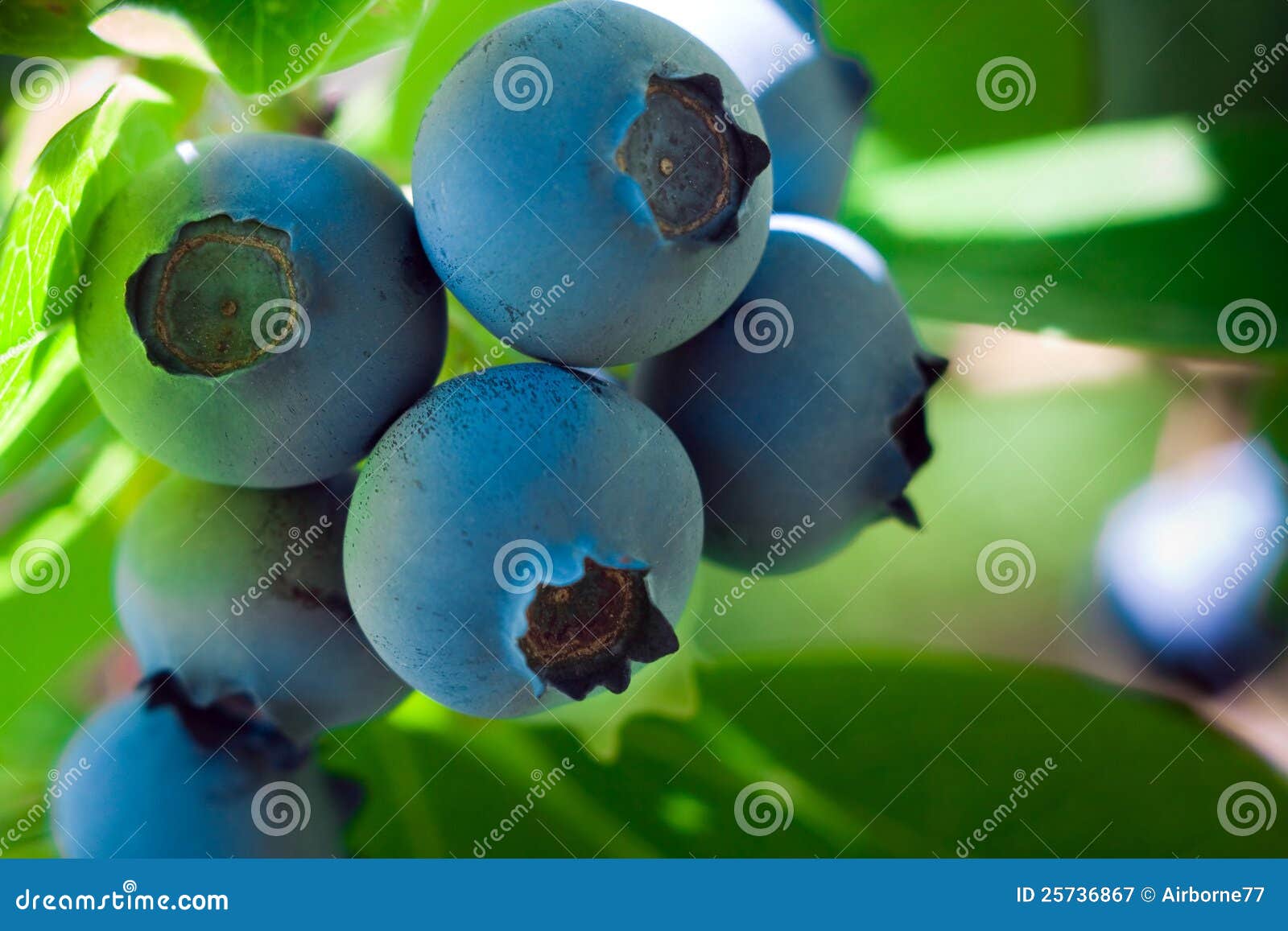 Ripe blueberries stock image. Image of macro, ripe, blueberry - 25736867