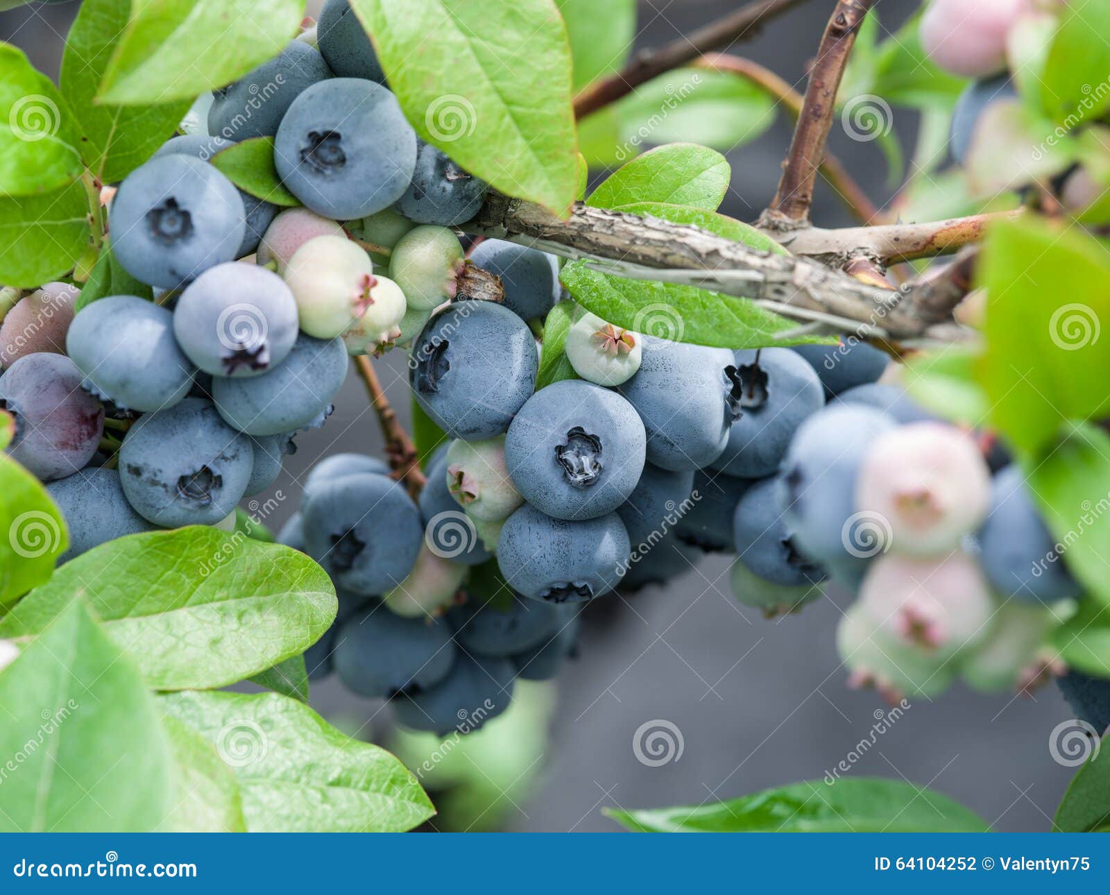Ripe blueberries. stock photo. Image of fruit, nature - 64104252