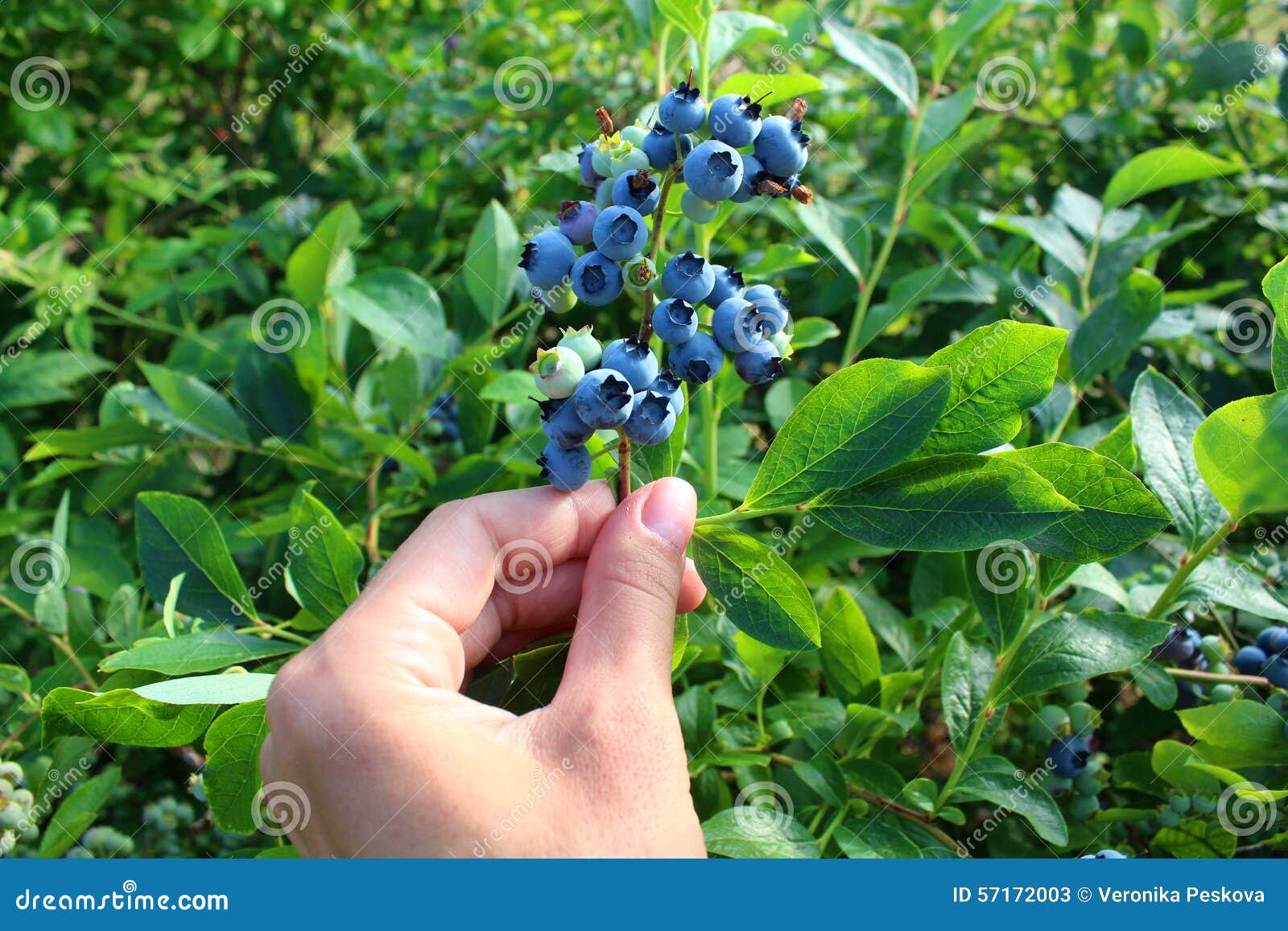 Ripe Blueberries on the Bush Stock Image - Image of fresh, blackberry ...